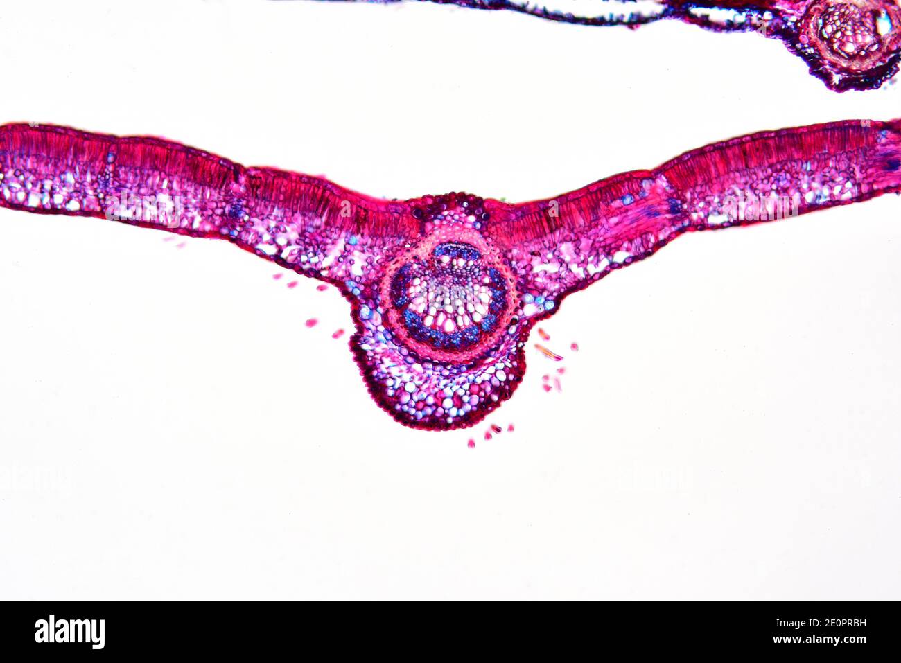 Spongy mesophyll leaf hi-res stock photography and images - Alamy