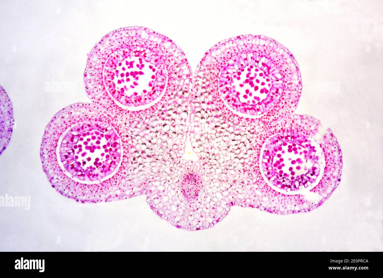 Meiosis Stages Under Microscope