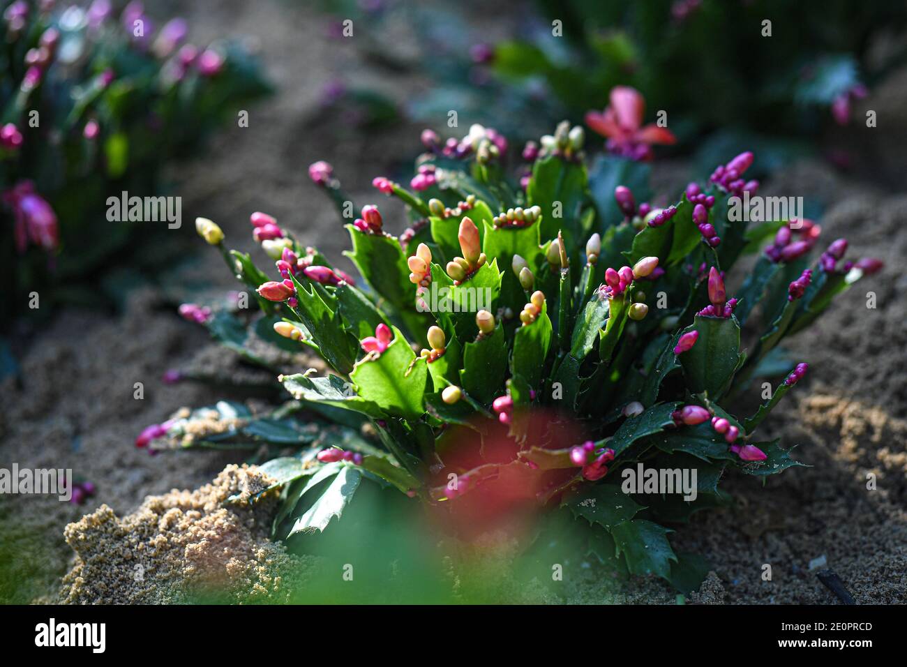 Crab Cactus High Resolution Stock Photography and Images - Alamy