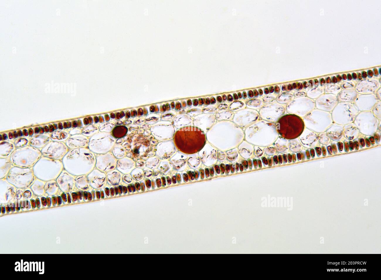 Cross section leaf microscope hi-res stock photography and images - Alamy