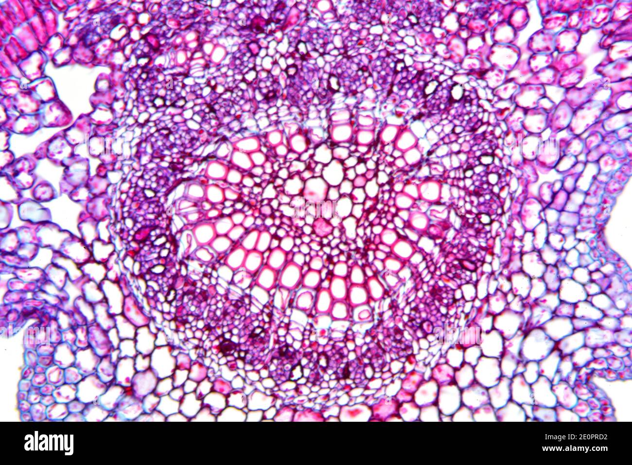 Vascular Bundle Leaf