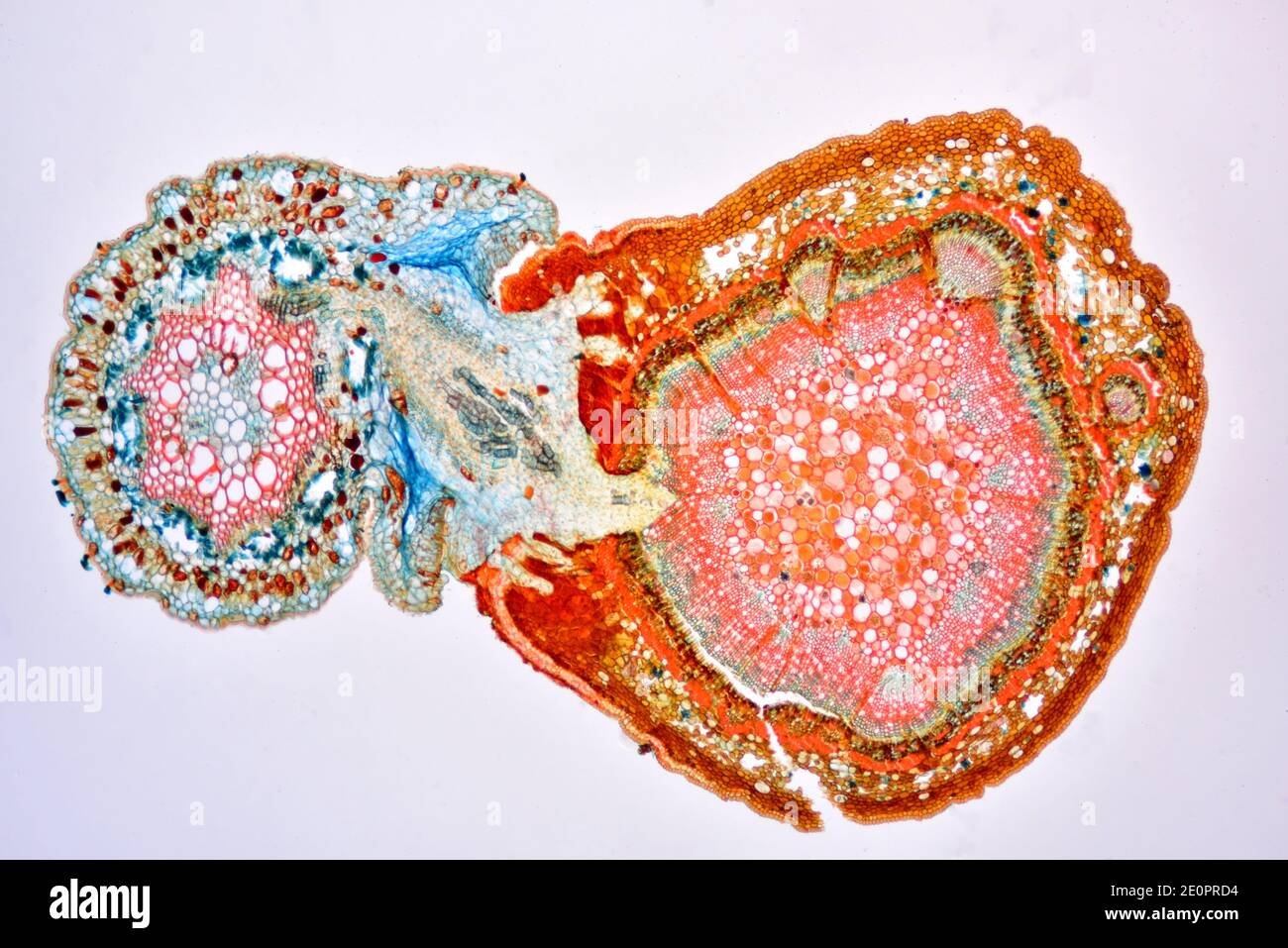 Cross Section Of A Stem High Resolution Stock Photography and Images ...