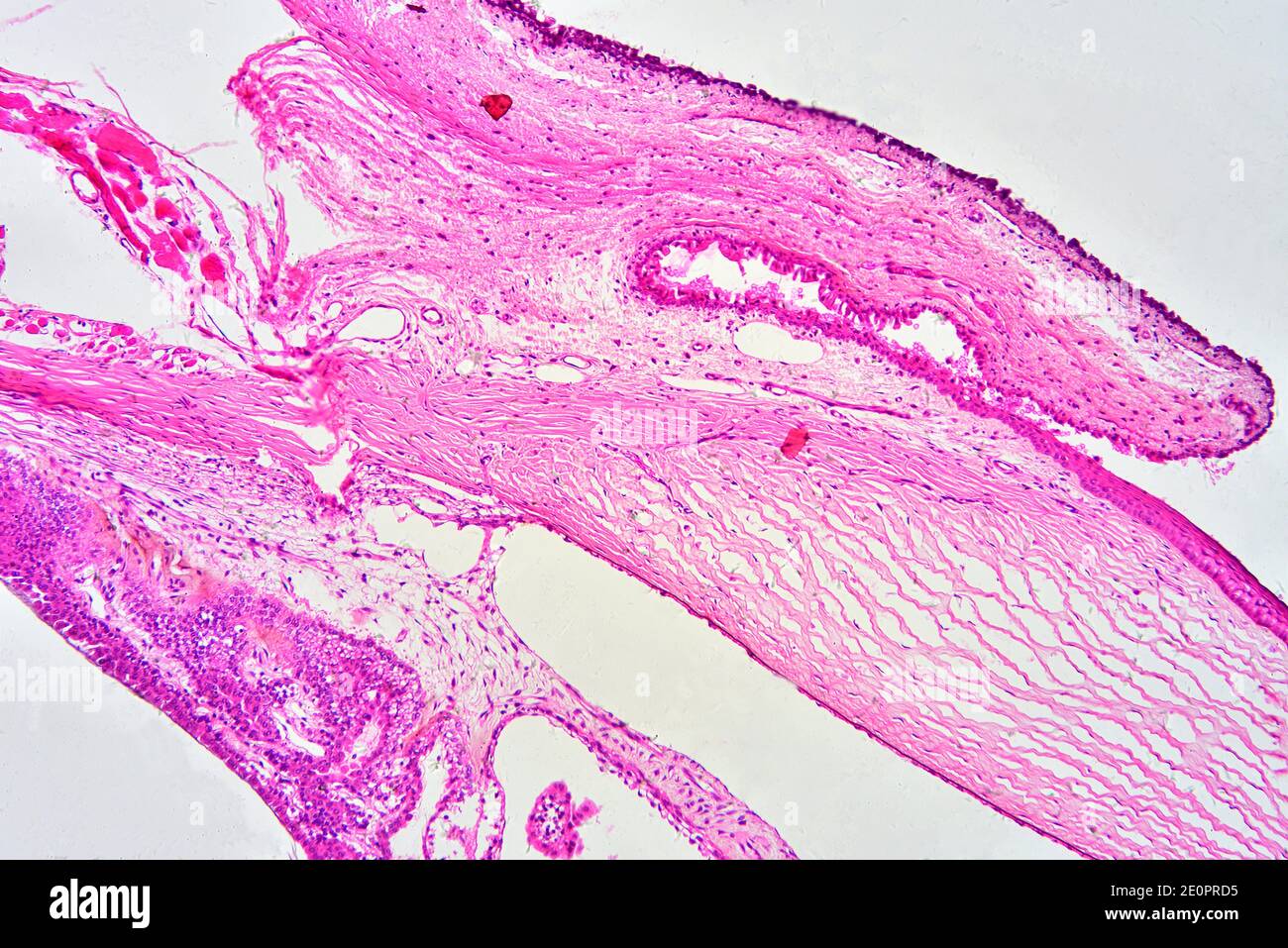 Iris Histology