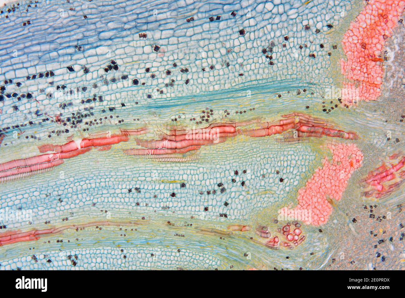 Xylem Tissue High Resolution Stock Photography and Images - Alamy