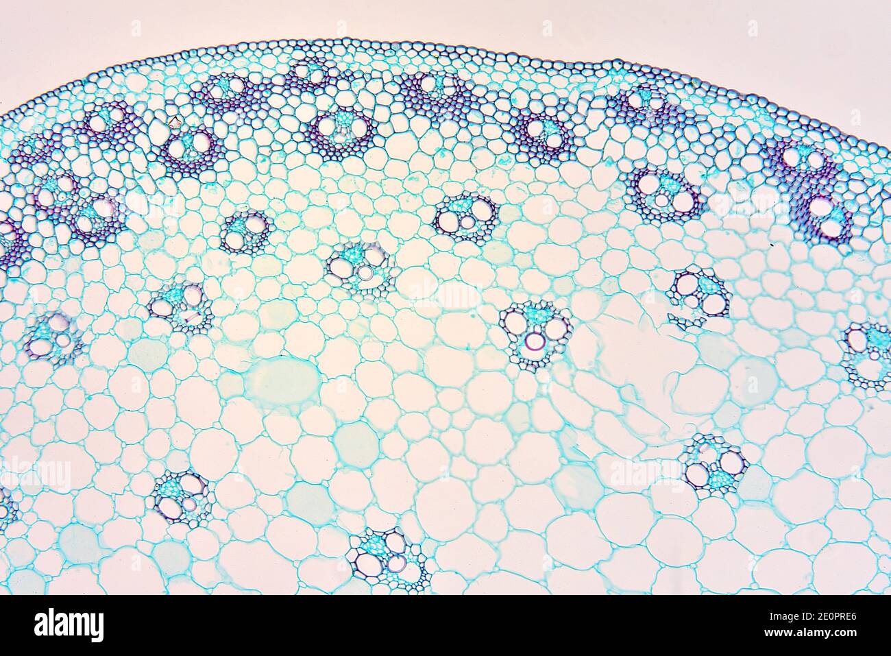 Cross section plant stem phloem xylem hi-res stock photography and ...