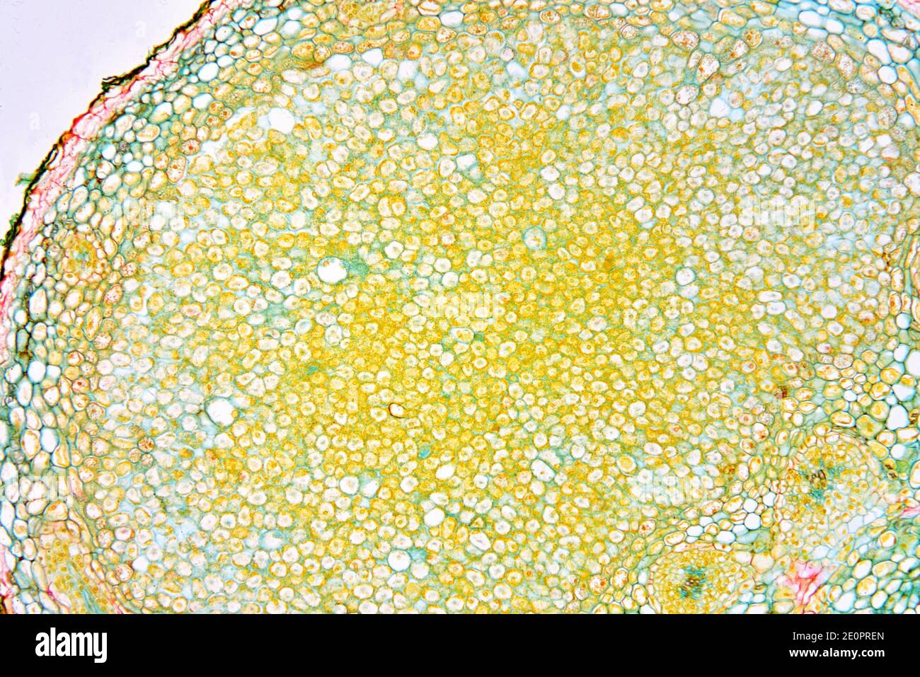 Plant bacteria hi-res stock photography and images - Alamy