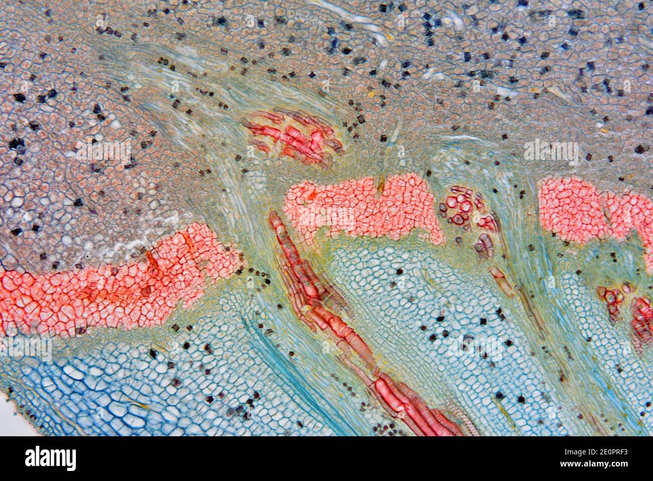 Abscission zone hi-res stock photography and images - Alamy