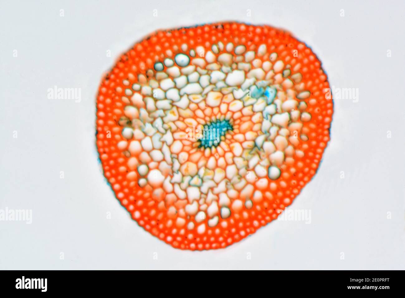 Light microscope cross section stem hi-res stock photography and images ...