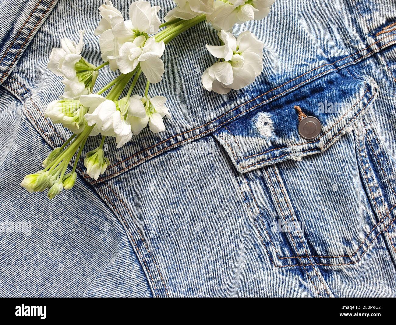 Textile denim background and flowering white branch. Pocket blue denim ...