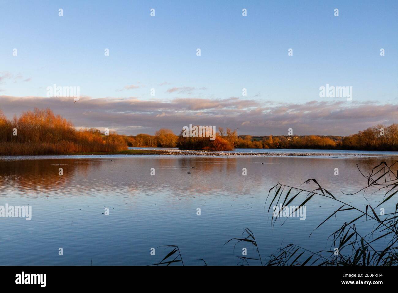 Winter late afternoon view across Spade Oak Nature Reserve lake, Bourne ...