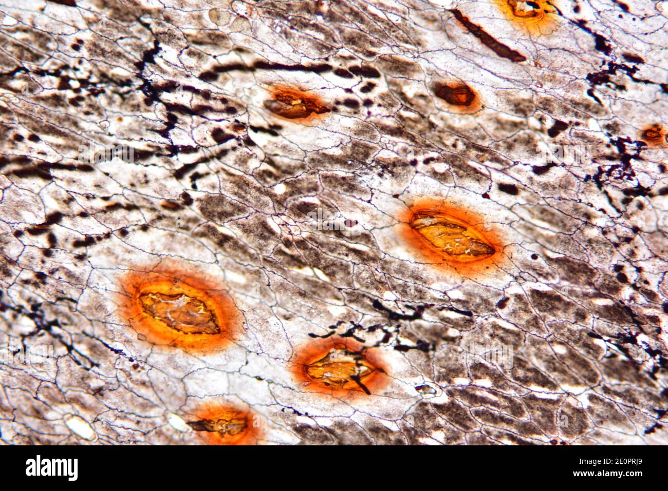 Microscope histology hi-res stock photography and images - Alamy
