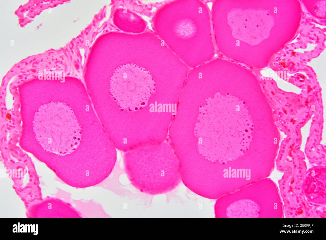 Germinal hi-res stock photography and images - Alamy