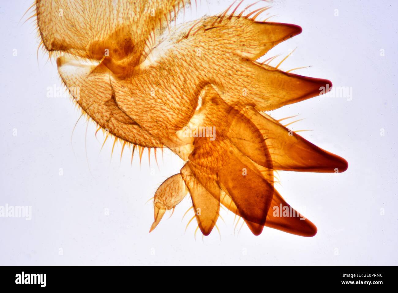 Burrowing insect hi-res stock photography and images - Alamy