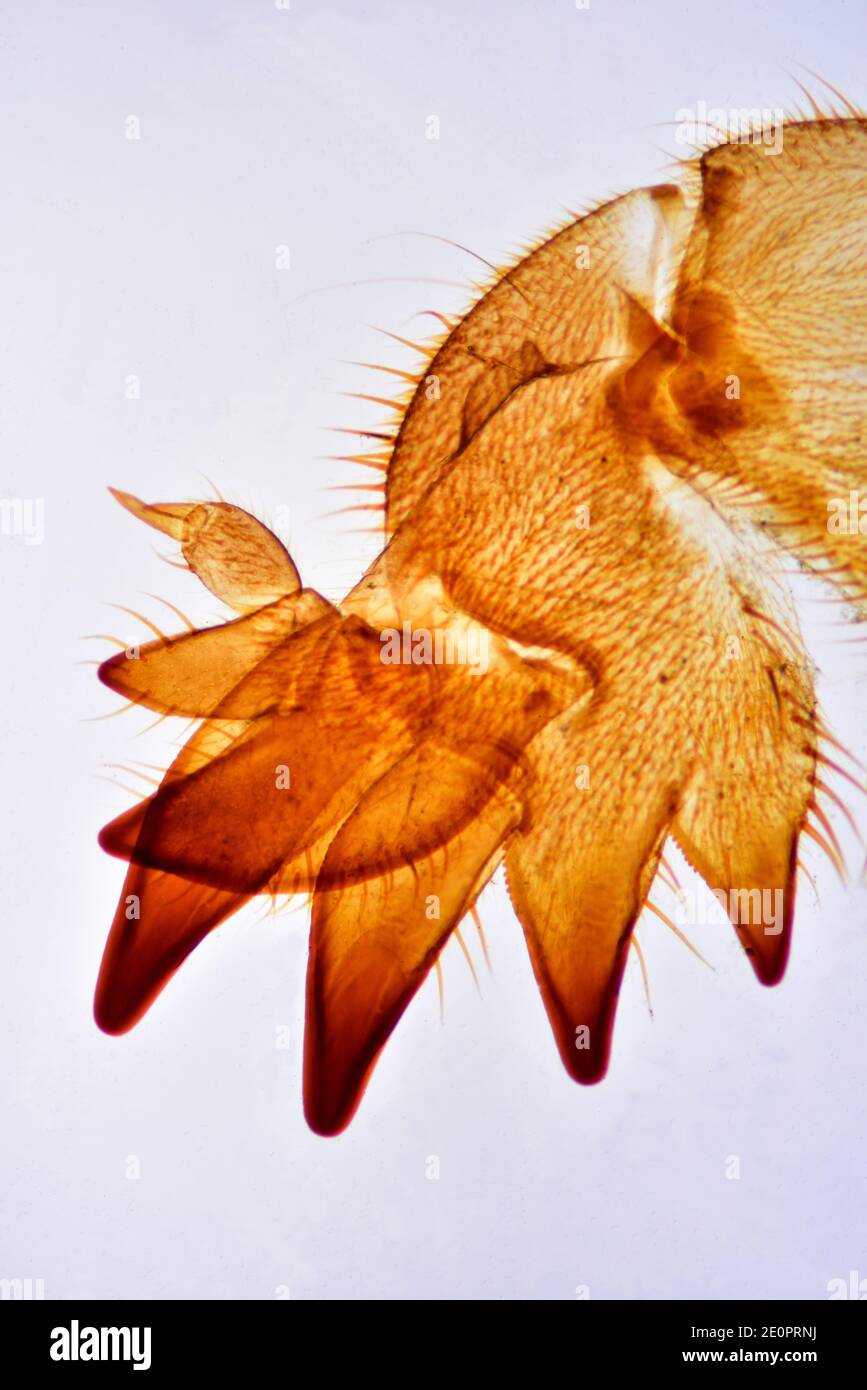 Insect burrow hi-res stock photography and images - Alamy