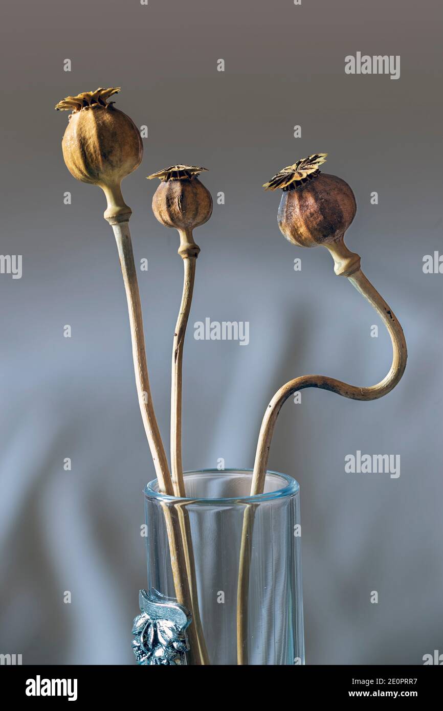 Dried plant material hi-res stock photography and images - Alamy