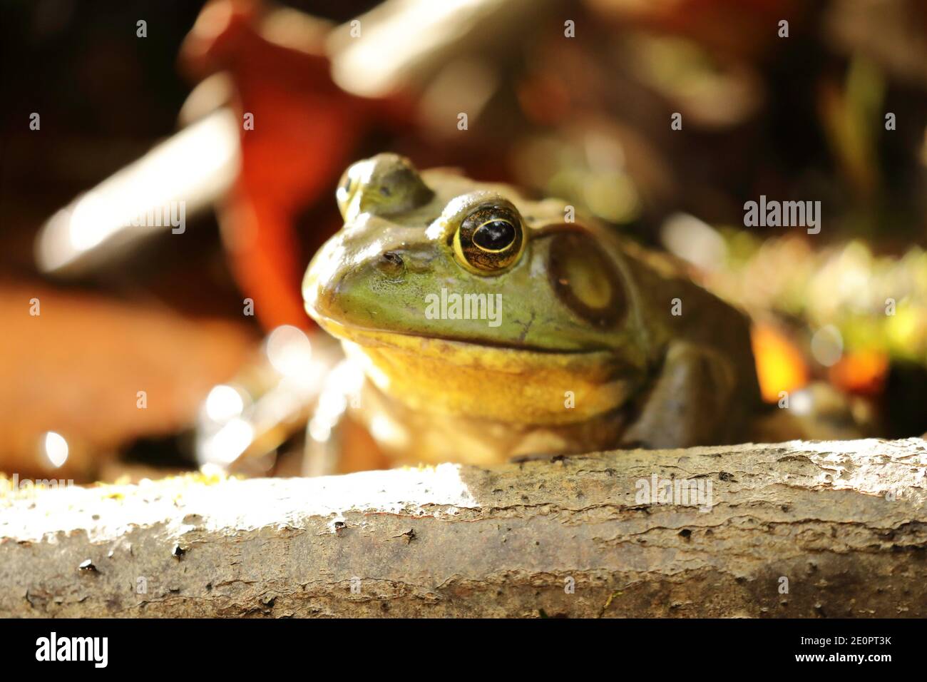 Bullfrog eye hi-res stock photography and images - Alamy