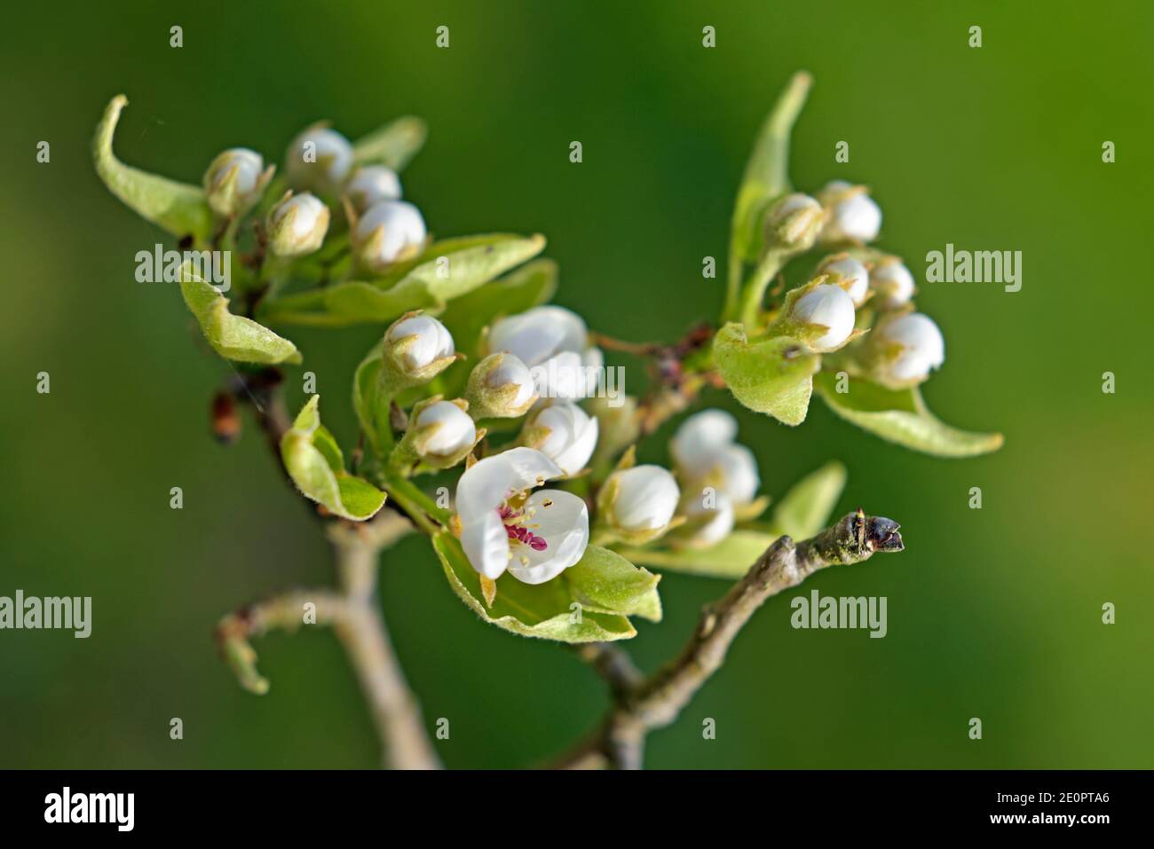 Arbre fruitier hi-res stock photography and images - Alamy