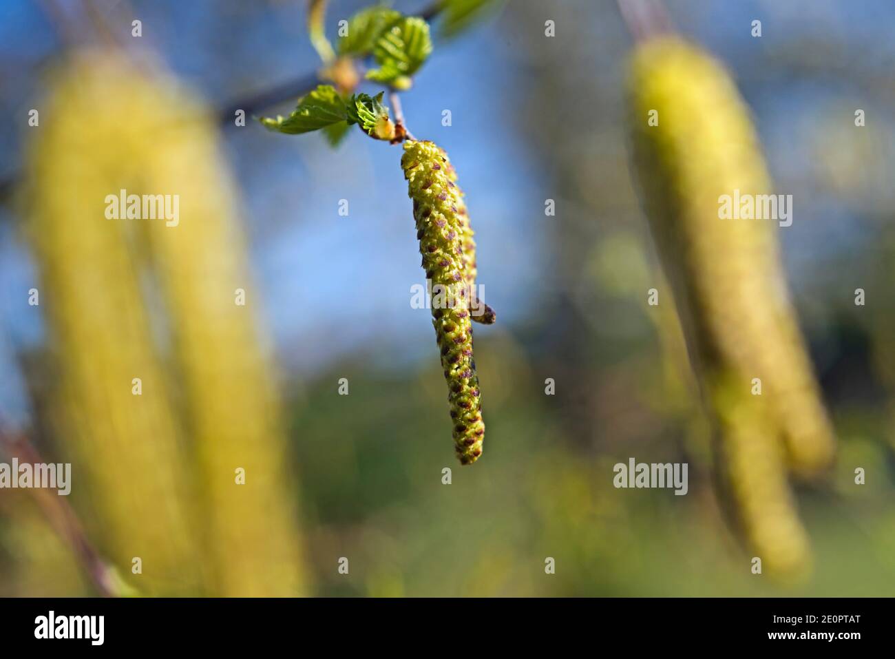 Birch Catkin High Resolution Stock Photography and Images - Alamy