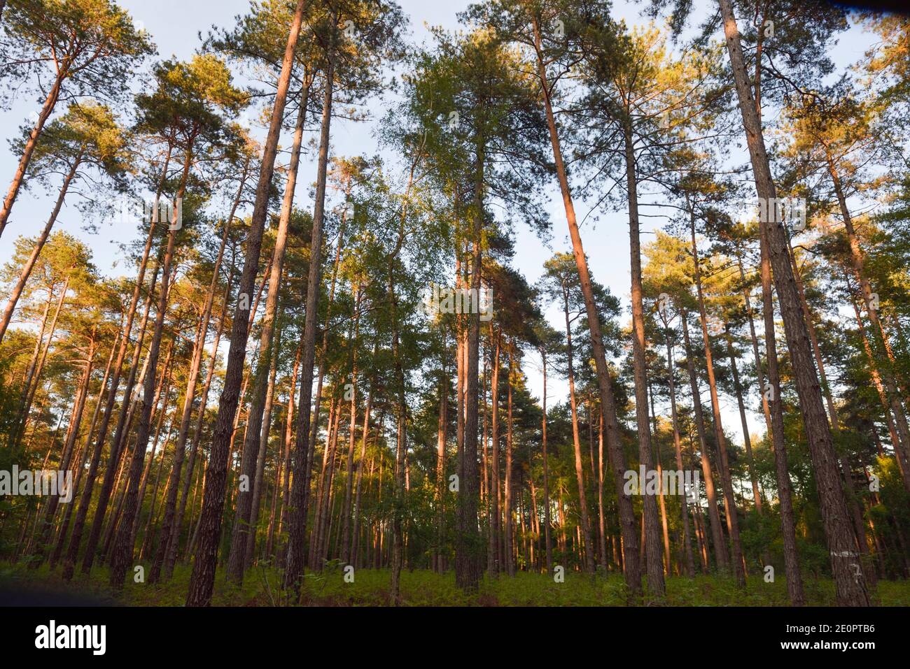 Foret De Pin High Resolution Stock Photography and Images - Alamy