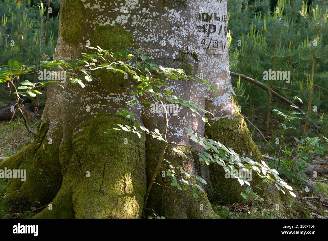 Remarkable beech tree in the Forest of Rambouillet, Haute Vallee de ...