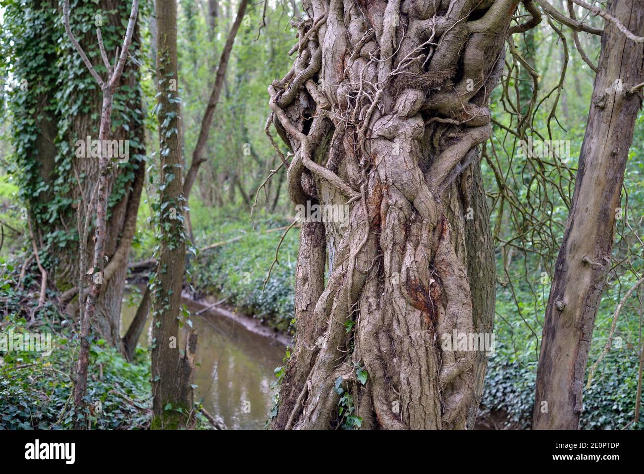 Parasite humain hi-res stock photography and images - Alamy