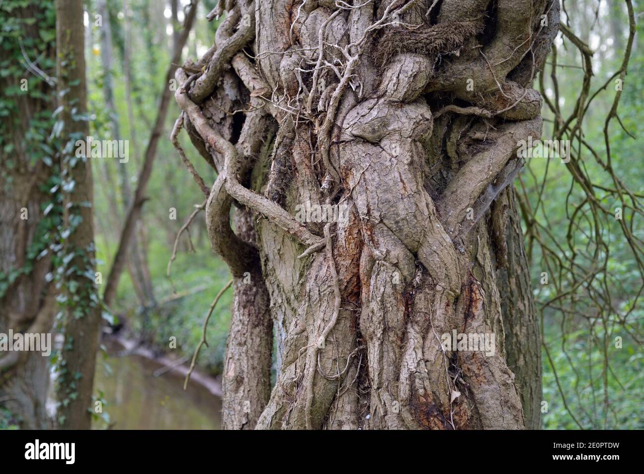 Human tree hi-res stock photography and images - Alamy