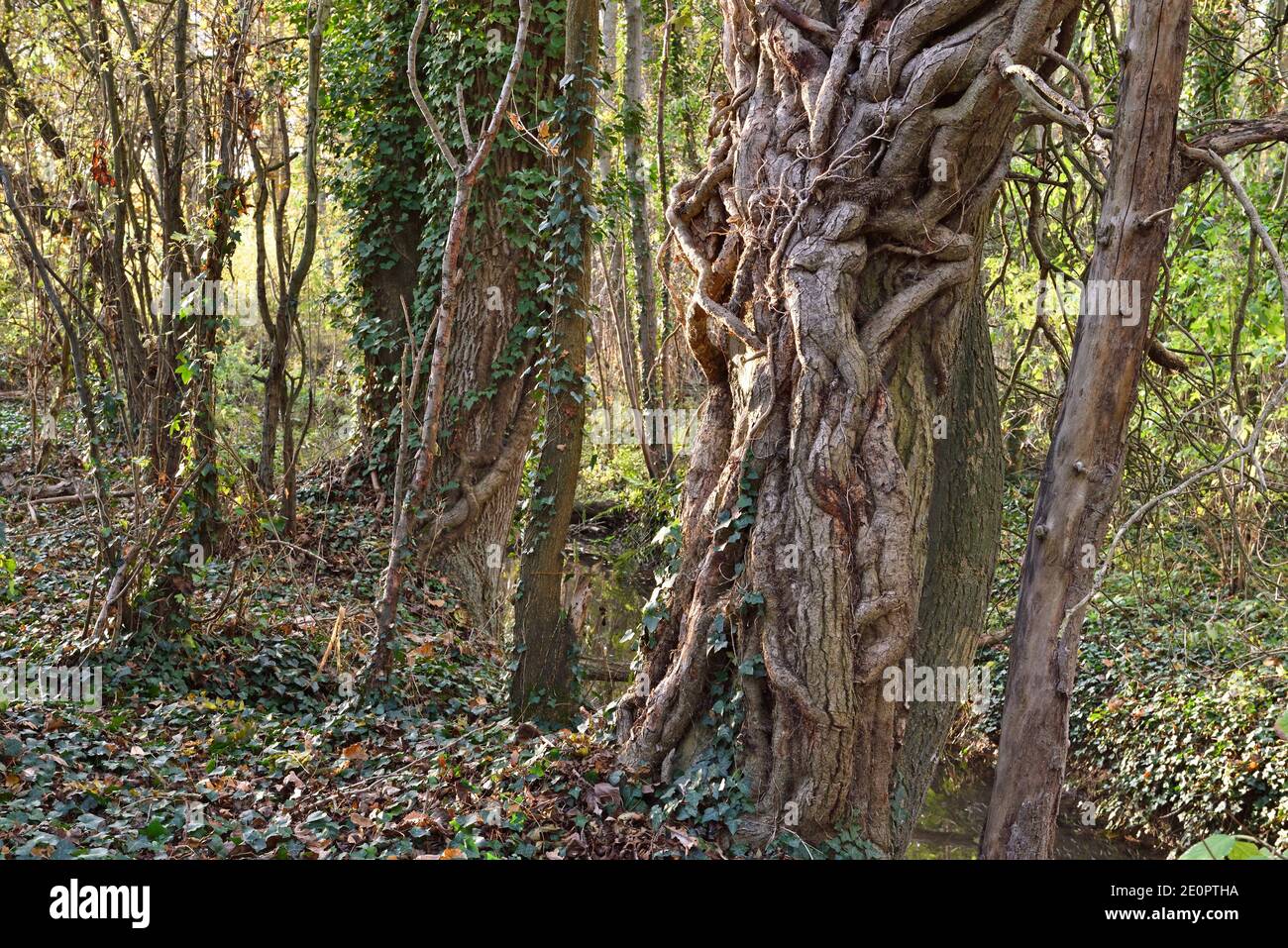Large evergreen tree hi-res stock photography and images - Alamy
