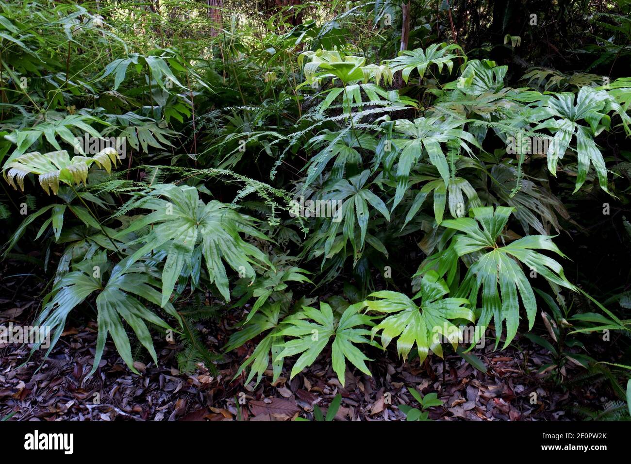 Tropical borneo hi-res stock photography and images - Alamy