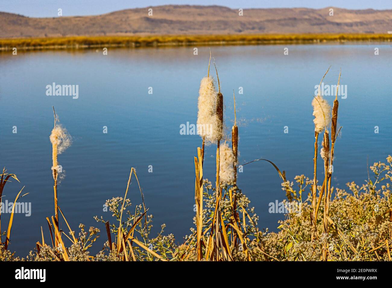 Cattail (Typha domingensis) or Tule plant on the bank of Tule Lake in ... Cattail (Typha domingensis) or Tule plant on the bank of Tule Lake in ...