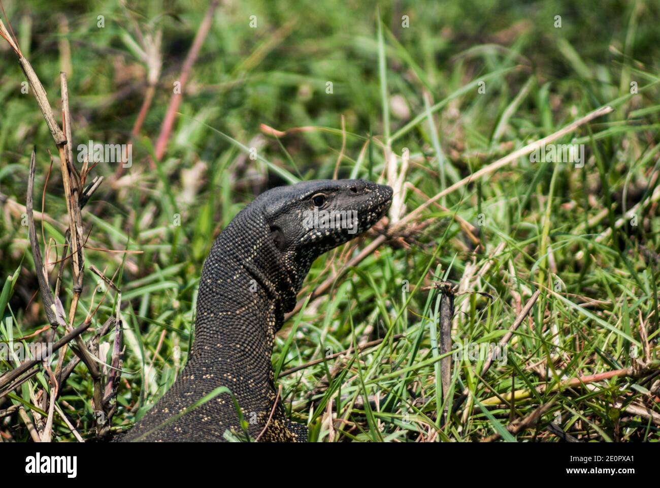 Veranus High Resolution Stock Photography and Images - Alamy