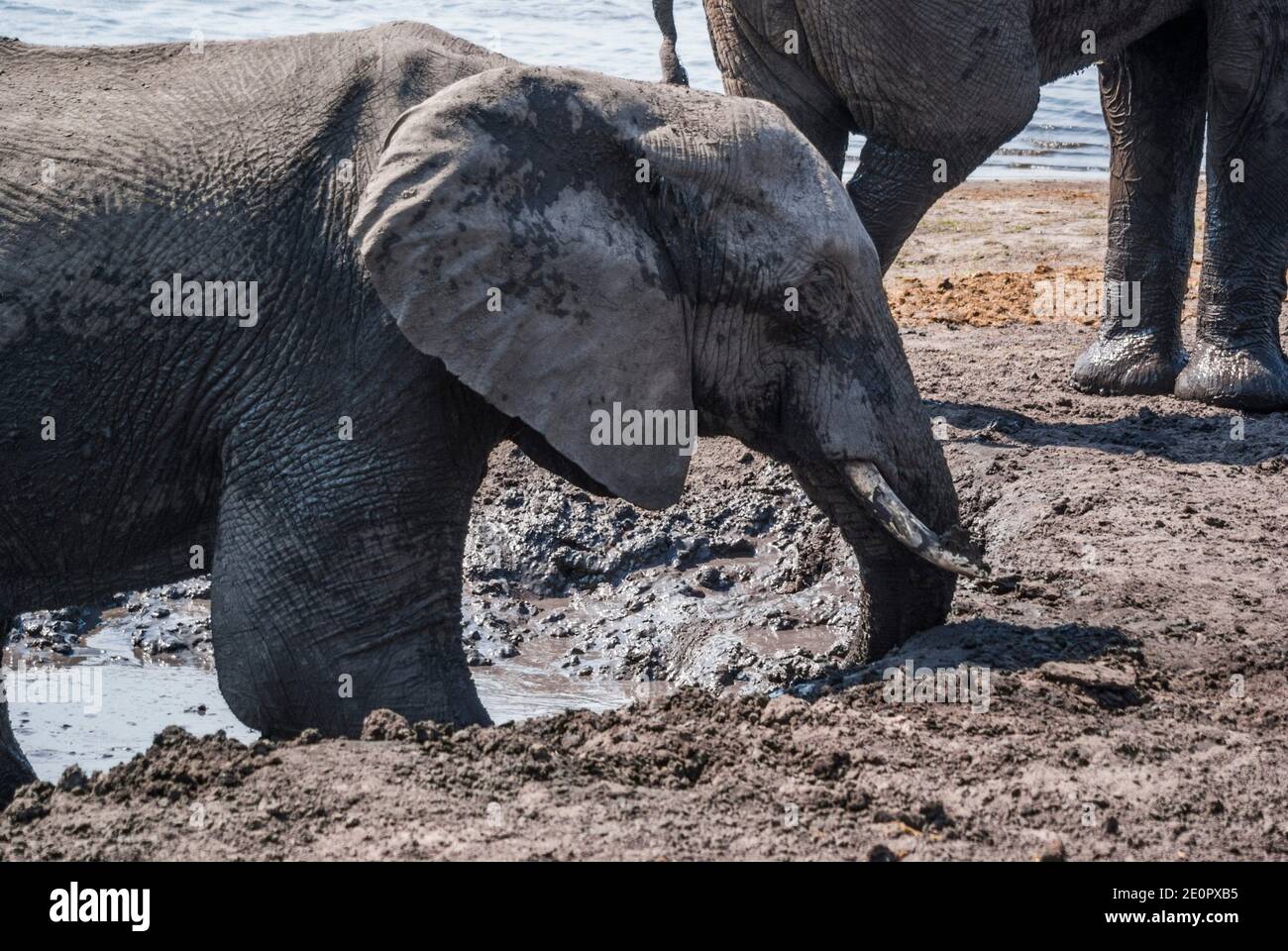 Mud Pit High Resolution Stock Photography and Images - Alamy