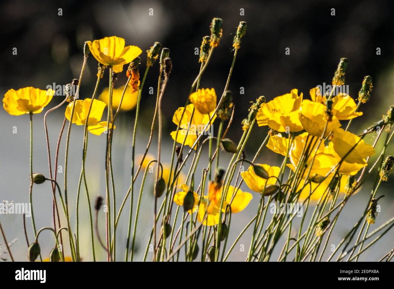 Arctic poppy hi-res stock photography and images - Alamy