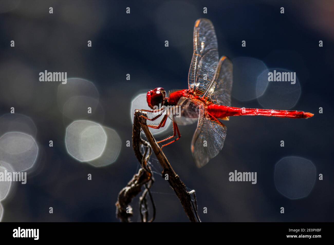 Telephoto of a scarlet skimmer dragonfly (Crocothemis servilia ...