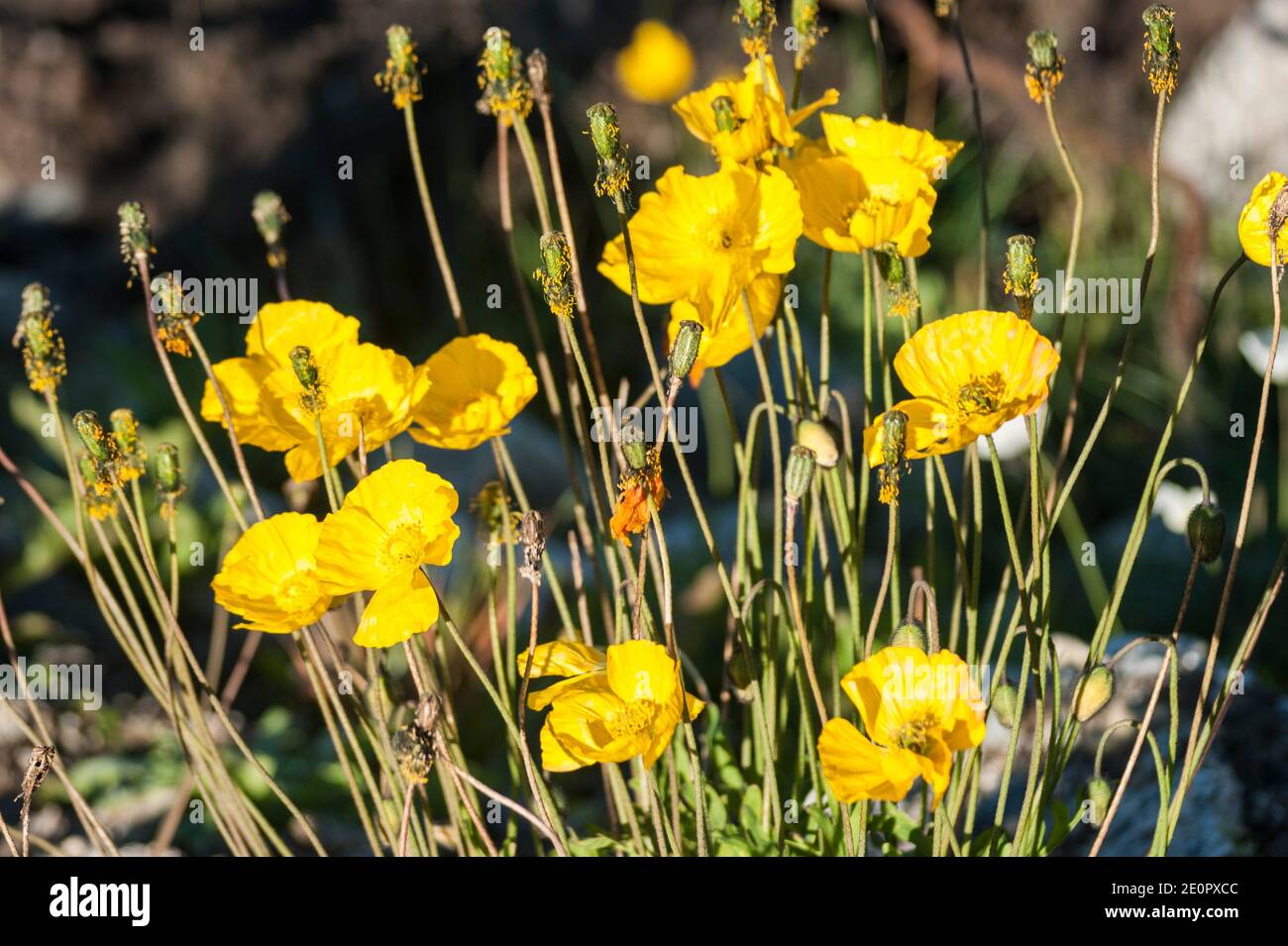 Greenland poppy hi-res stock photography and images - Alamy
