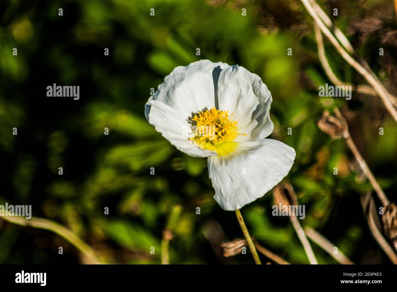 Arctic White Poppy High Resolution Stock Photography and Images - Alamy