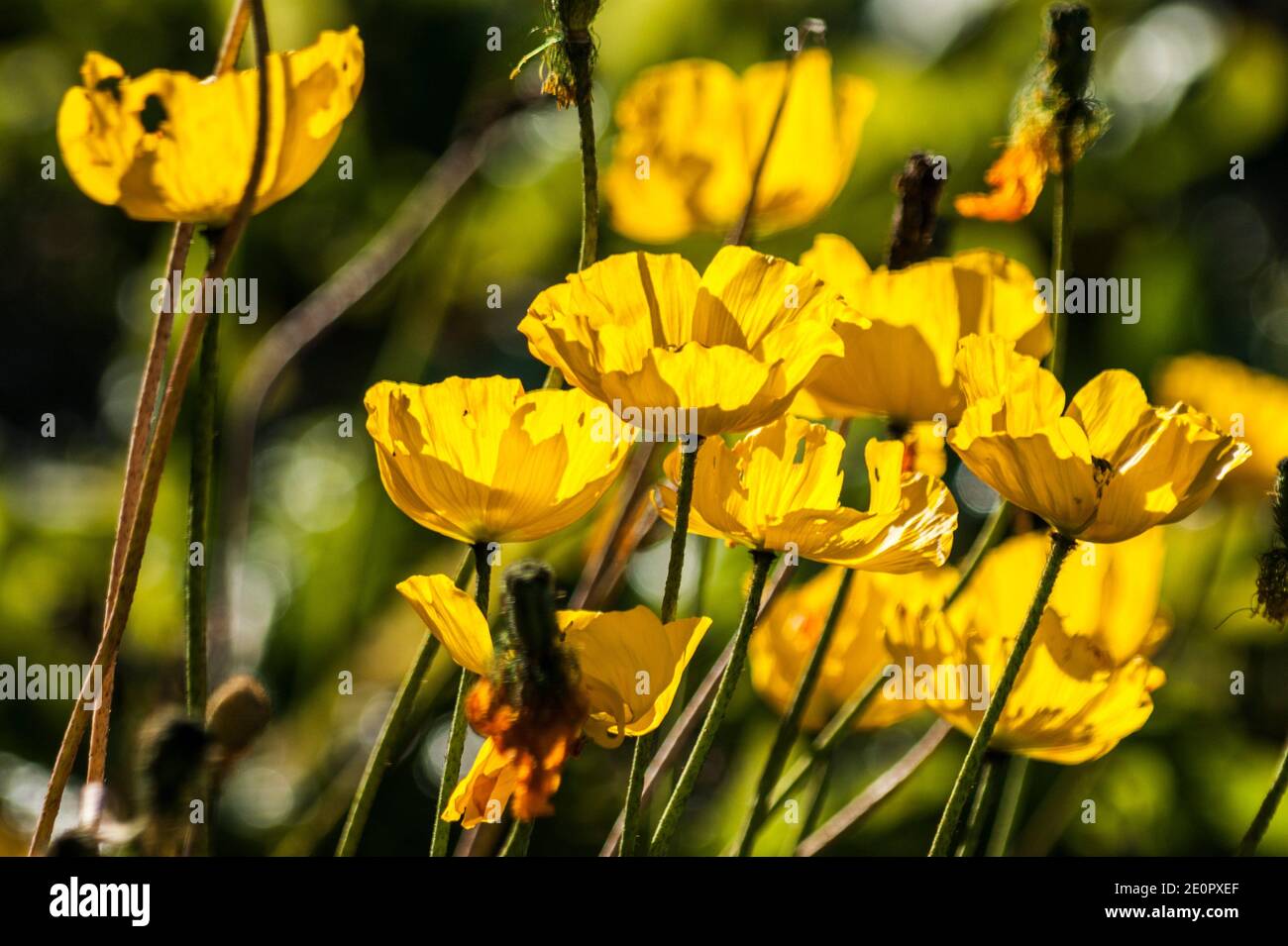 Papaver radicatum hi-res stock photography and images - Alamy