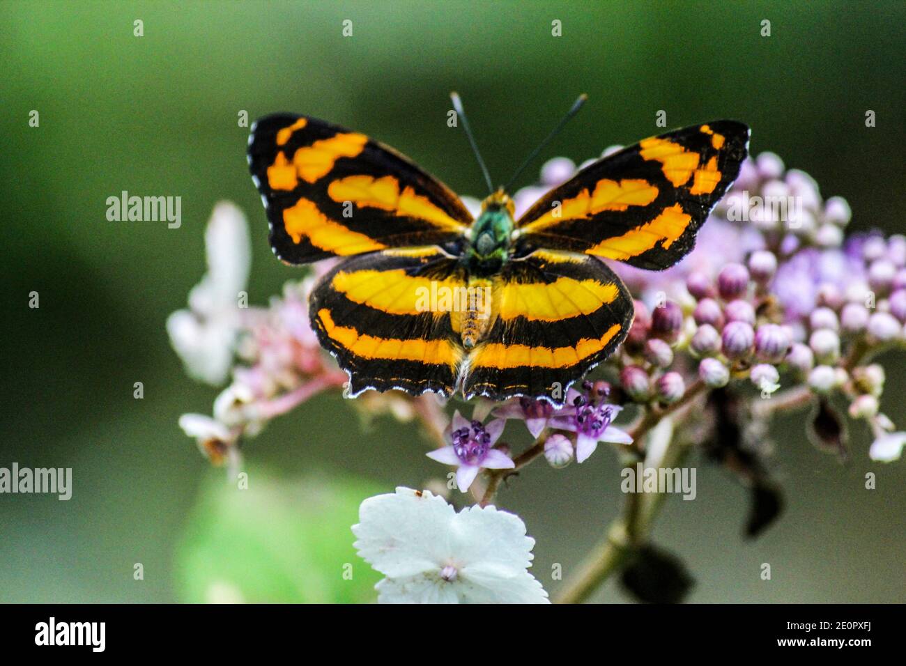 Telephoto of common jester butterfly (Symbrenthia lilaea). Dorsal view ...