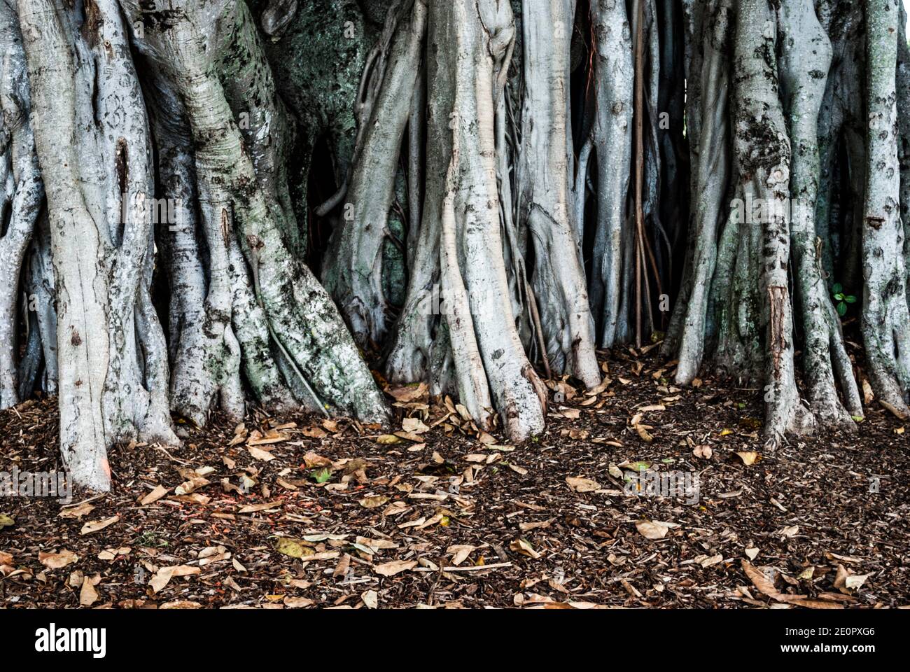 Banyan Tree Florida Usa High Resolution Stock Photography and Images ...
