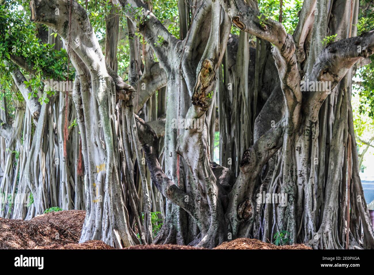 Ficus Trees High Resolution Stock Photography and Images - Alamy
