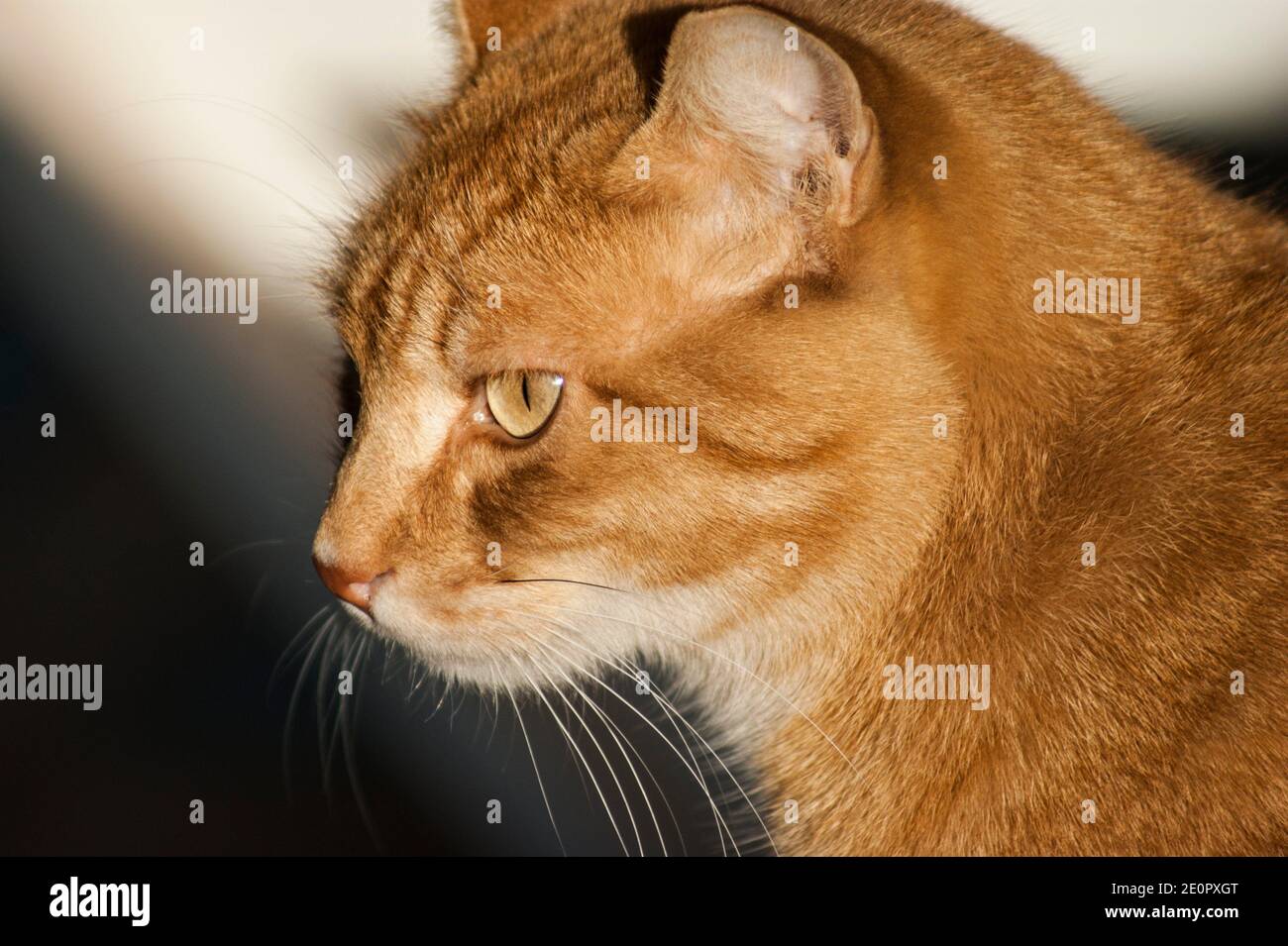 Cat profile side view hi-res stock photography and images - Alamy