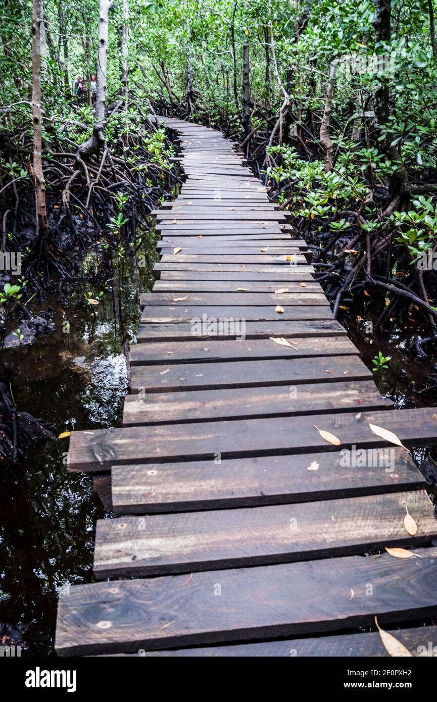 Mangrove forest boardwalk hi-res stock photography and images - Alamy