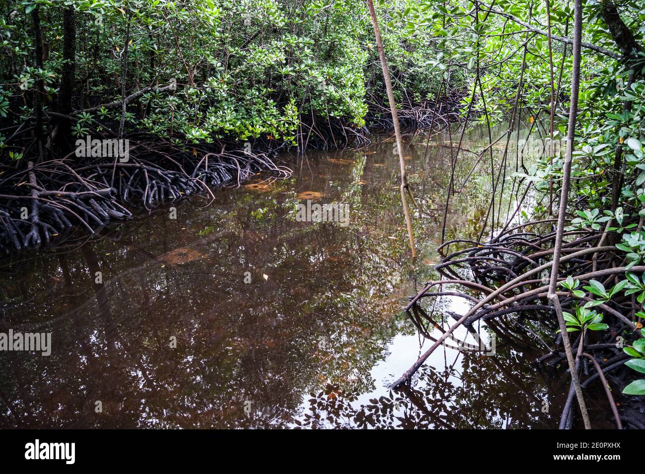 Jozani forest national park hi-res stock photography and images - Alamy