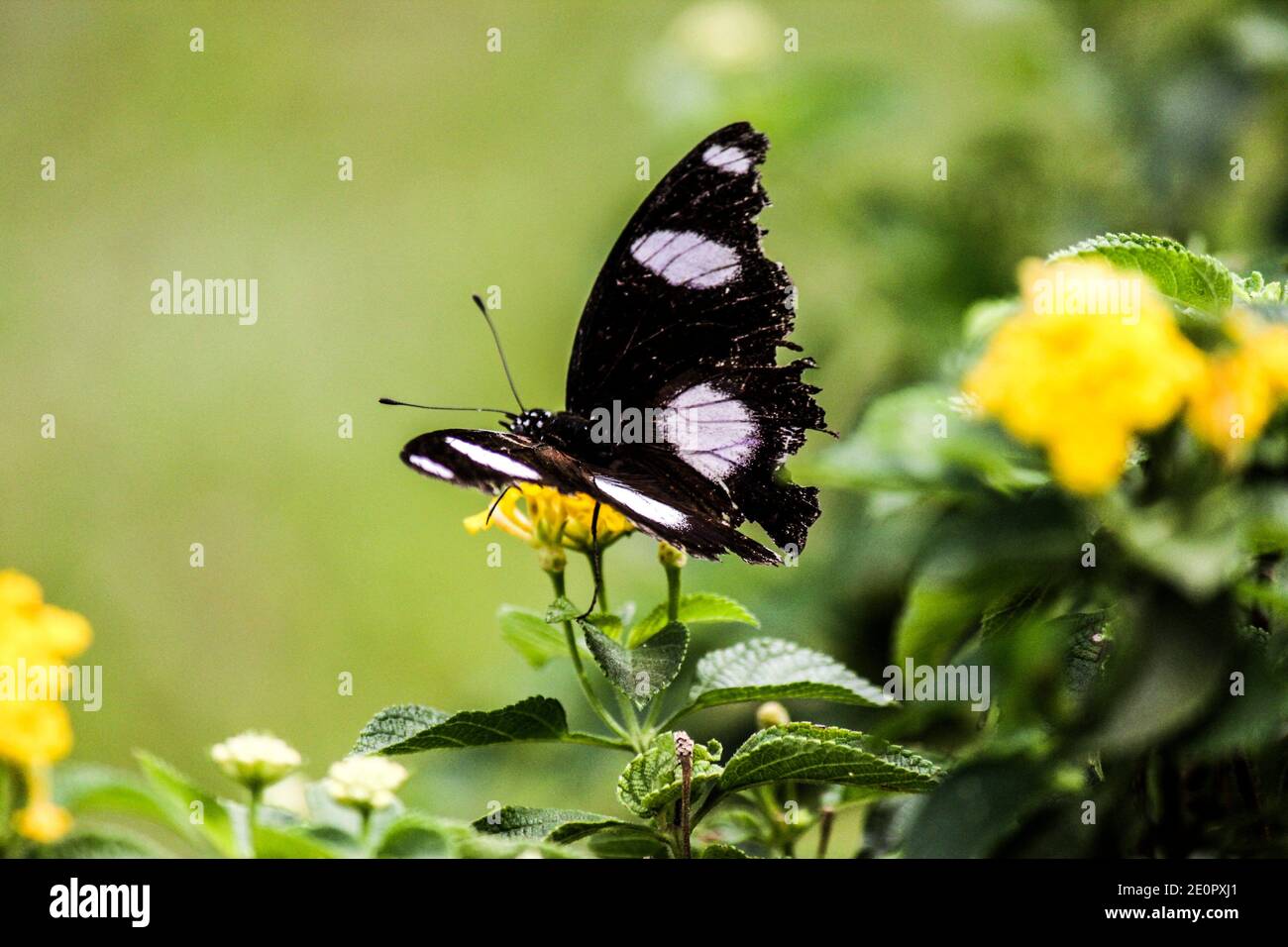 Danaid butterfly hi-res stock photography and images - Alamy