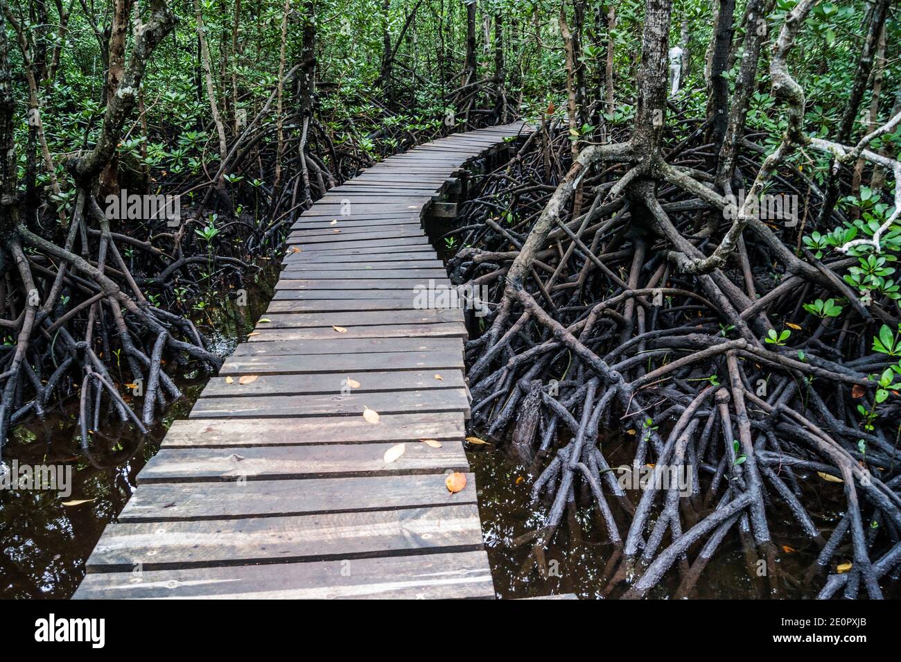 Jozani chwaka bay np hi-res stock photography and images - Alamy