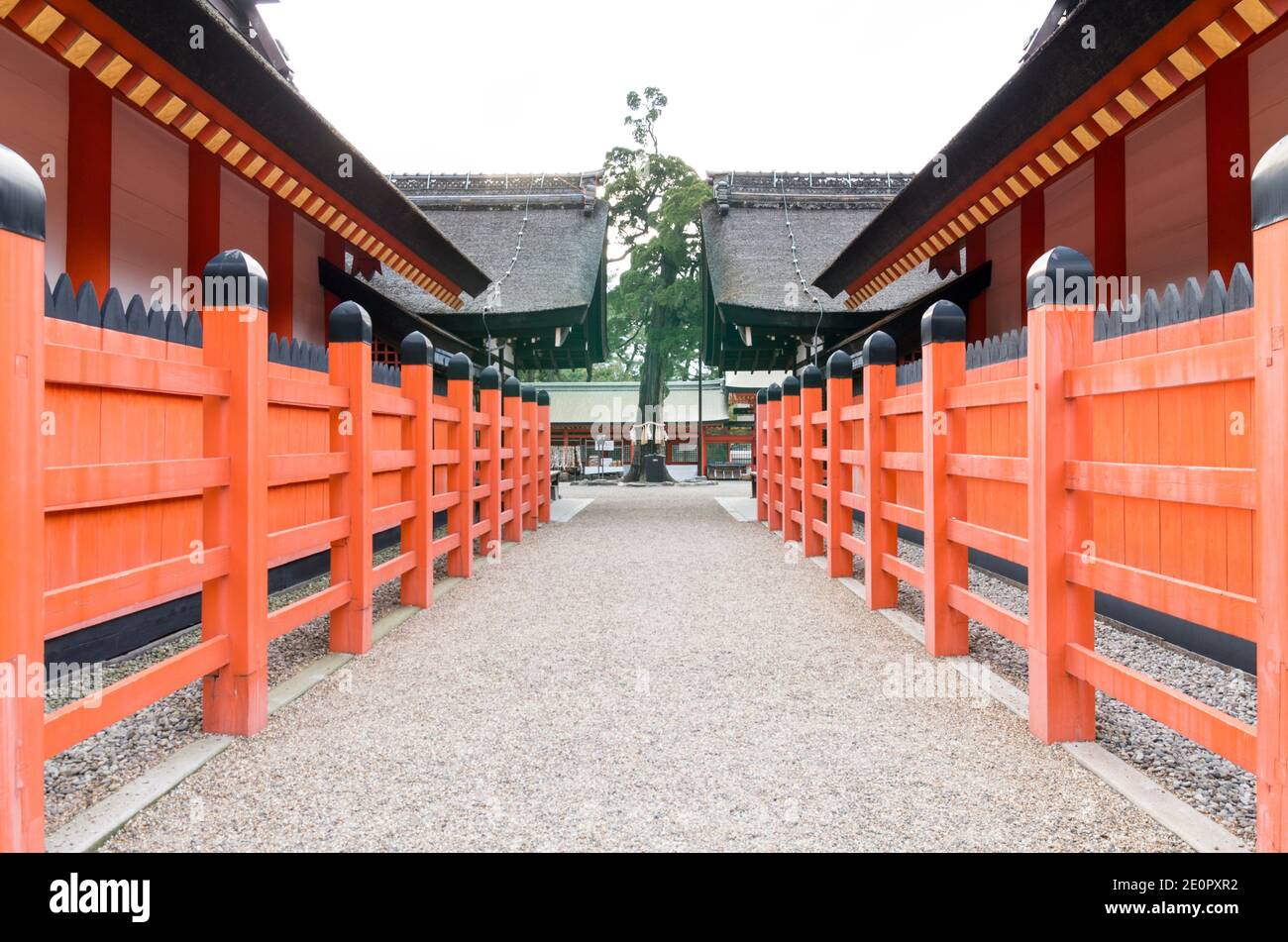 Sacred tree japan hi-res stock photography and images - Alamy