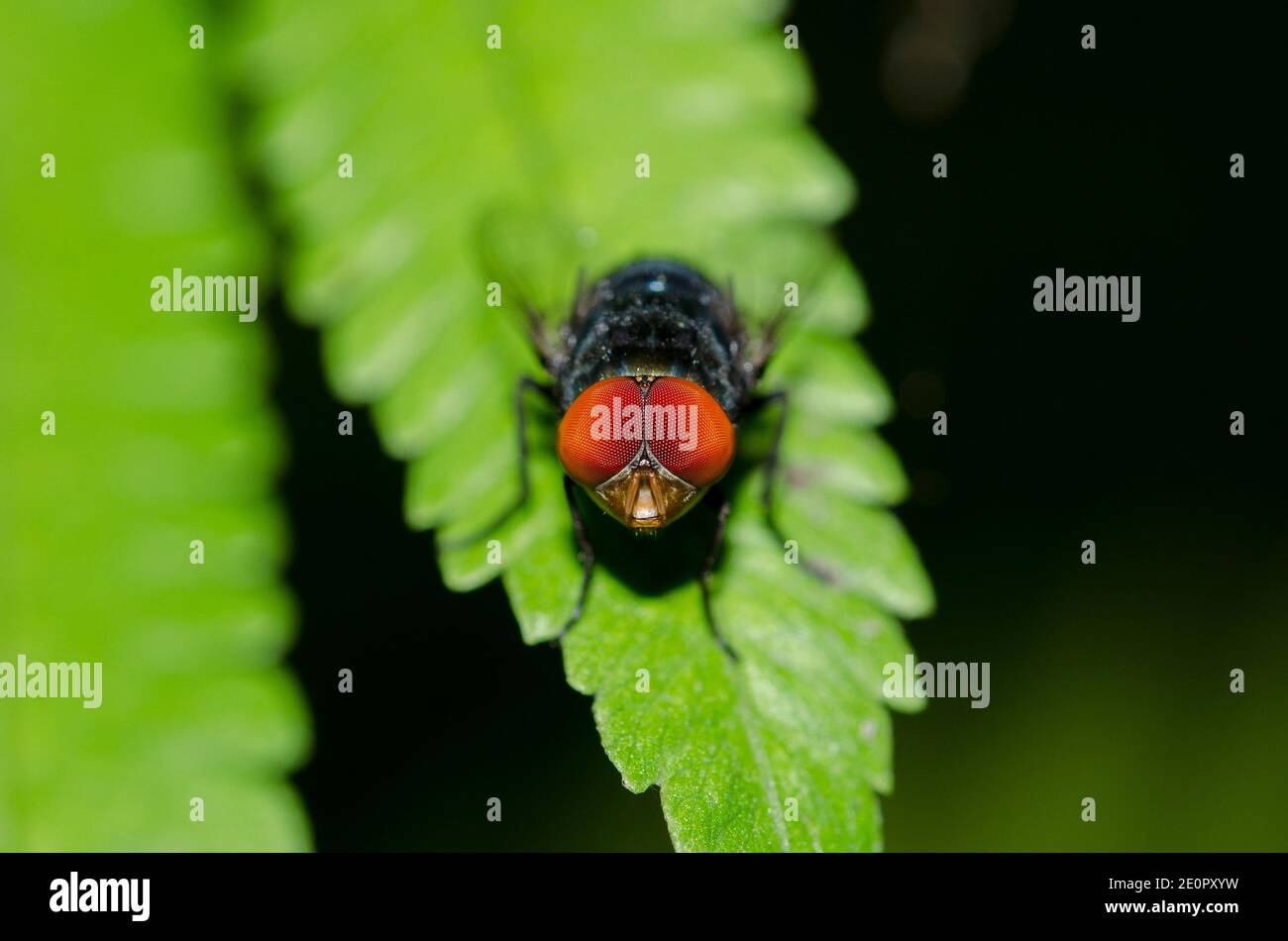 Diptera Flying High Resolution Stock Photography and Images - Alamy