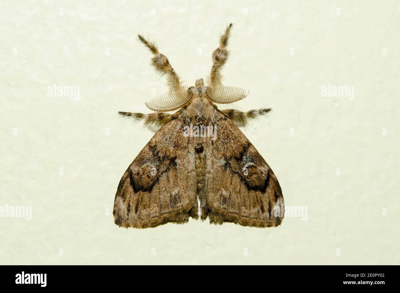 Cocoa tussock moth hi-res stock photography and images - Alamy