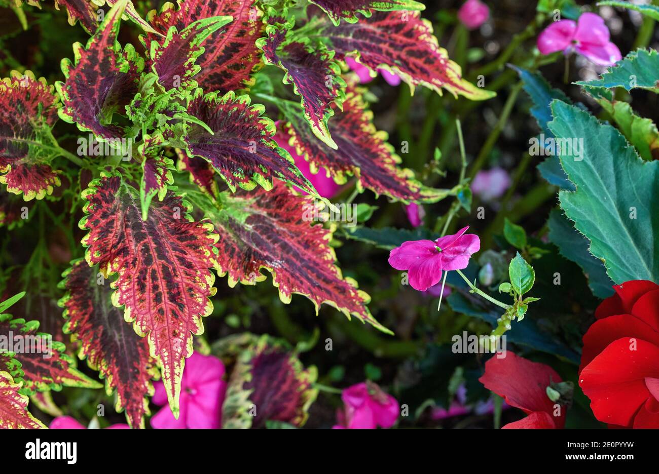 Bright flowers in the park Stock Photo - Alamy
