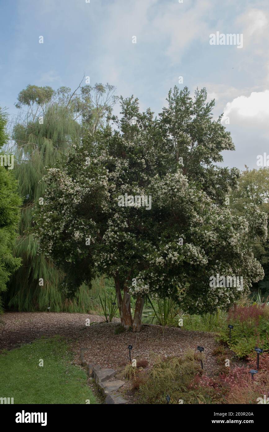Luma apiculata hi-res stock photography and images - Alamy