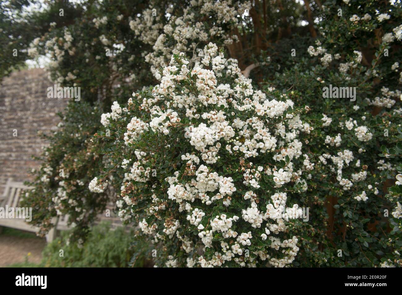 Luma apiculata hi-res stock photography and images - Alamy